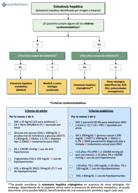NAFLD ahora es MASLD: comprenda la nueva nomenclatura - Gastropedia