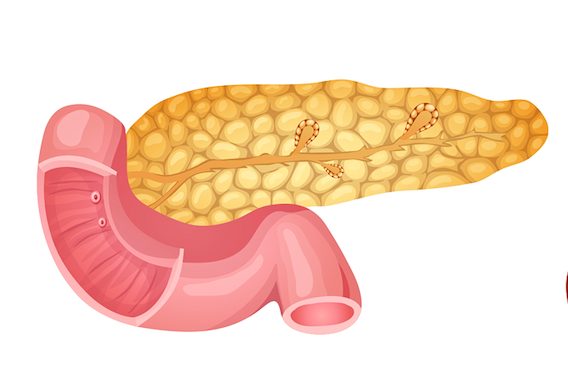 Pâncreas - Gastropedia